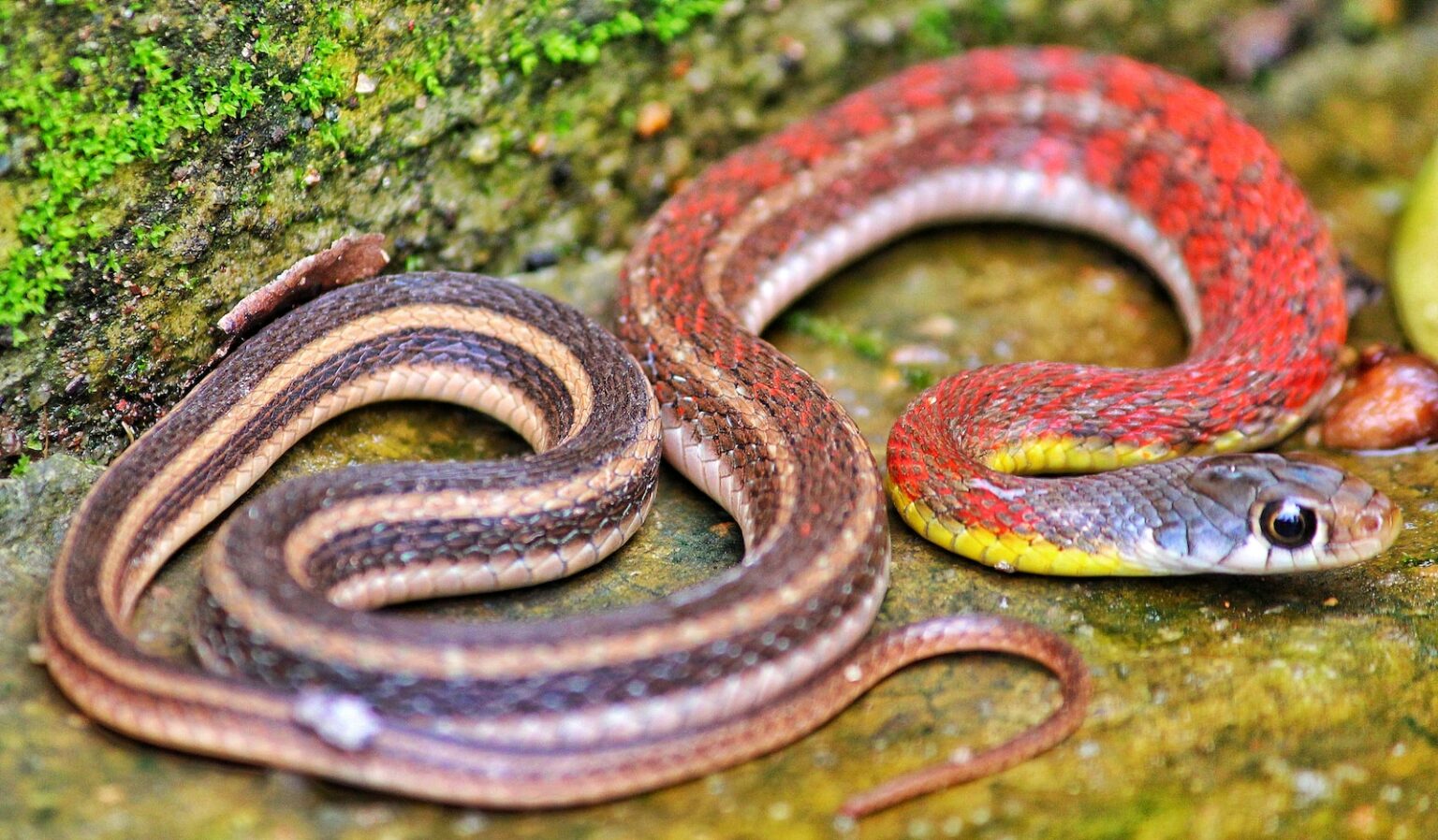 Can Snakes Eat Frogs? Find Out Here