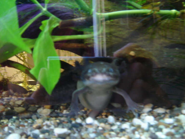 Are Axolotl Poisonous? Learn About Them Here