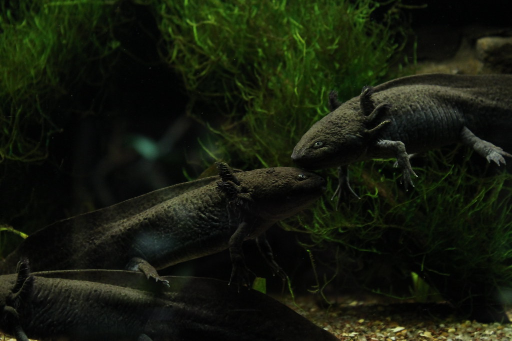 Are Axolotl Blind? Learn About Their Vision And Senses
