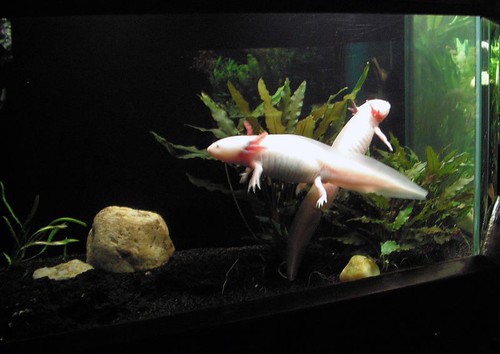 Are Axolotl Freshwater? Know More About Their Habitat