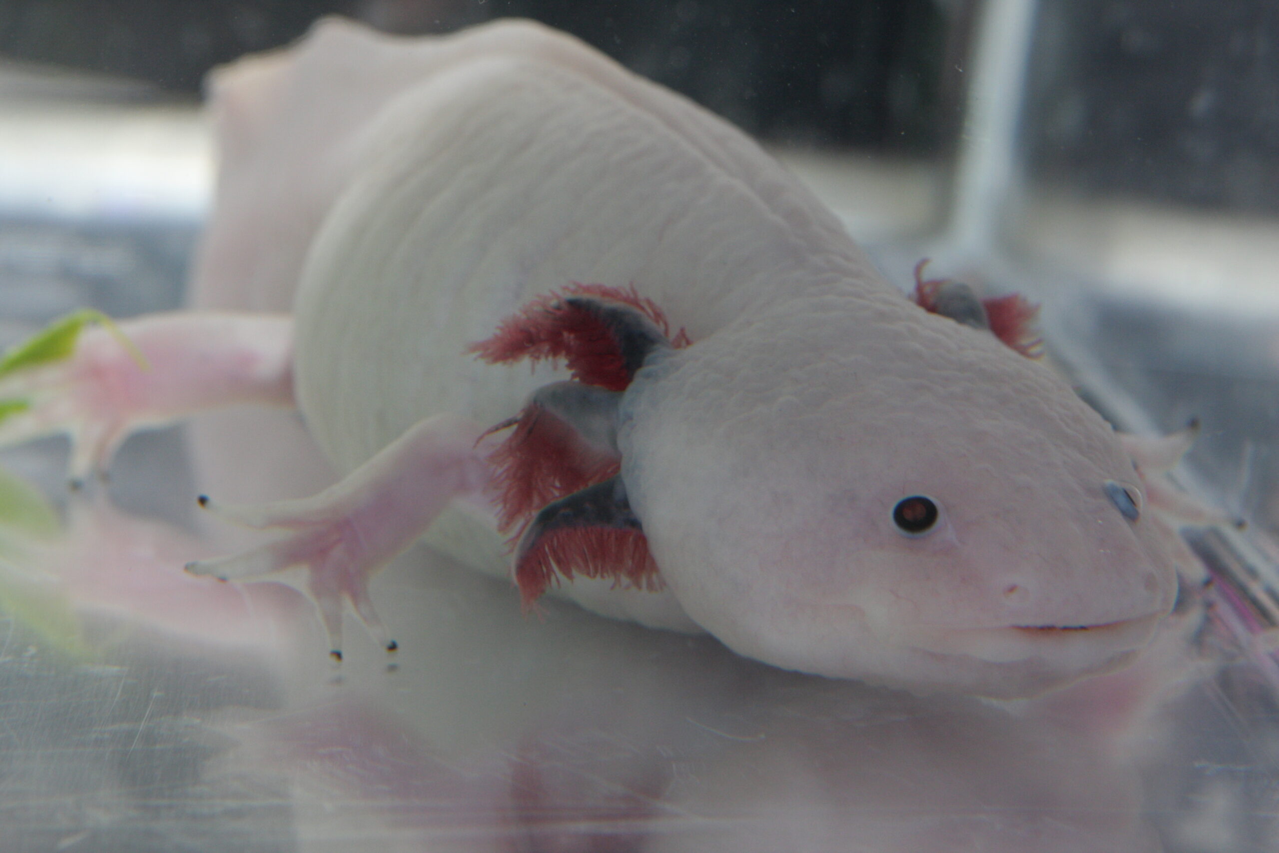 Are Axolotl Blind? Learn About Their Vision And Senses