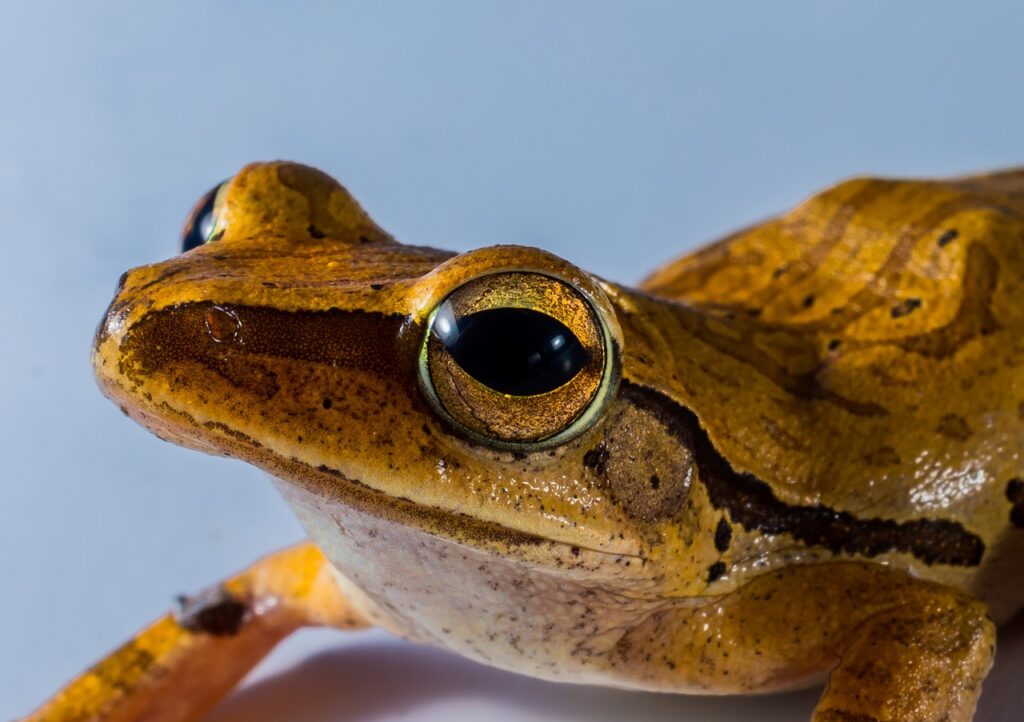 Can Frogs Bite? Risks, Prevention & Handling Tips