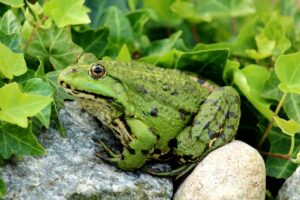 Can Frogs Bite? Risks, Prevention & Handling Tips
