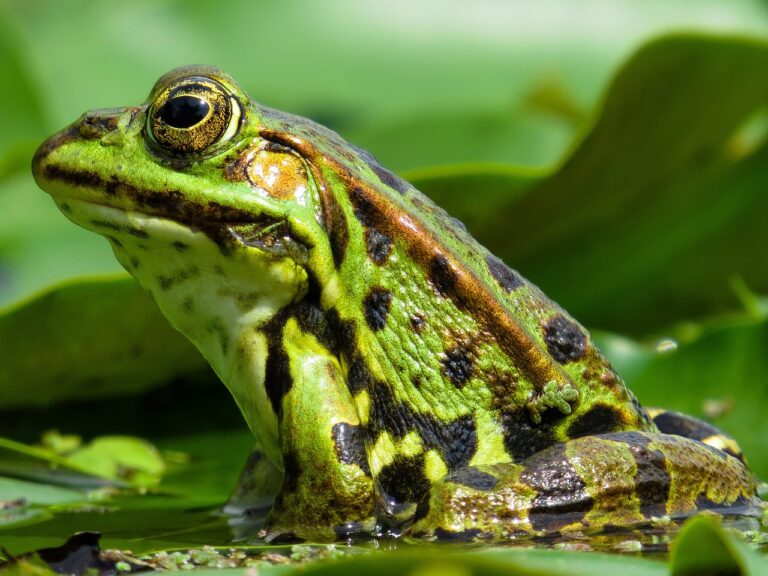 Can Frogs Bite? Risks, Prevention & Handling Tips