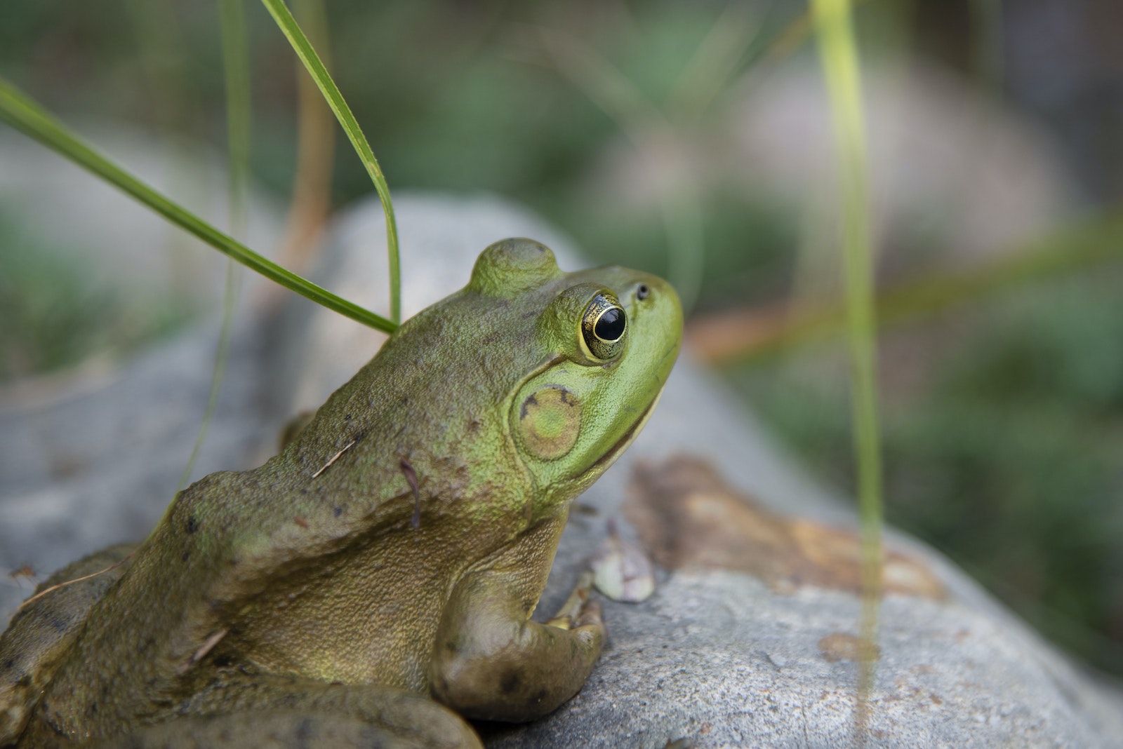 Can Frogs Really Climb Walls - Understanding the Truth