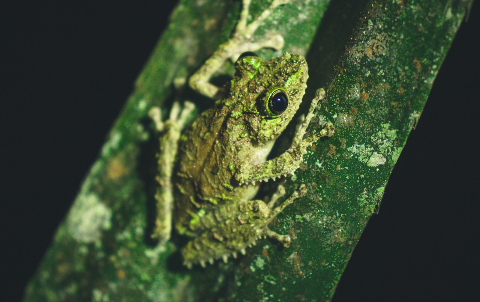 Can Frogs Really Climb Walls - Understanding the Truth