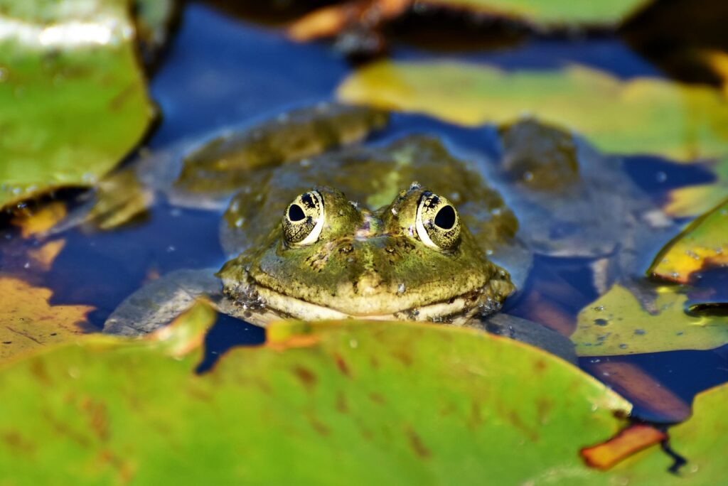 Can Frogs Bite? Risks, Prevention & Handling Tips