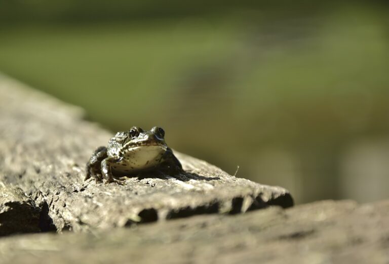 Can Frogs Bite? Risks, Prevention & Handling Tips