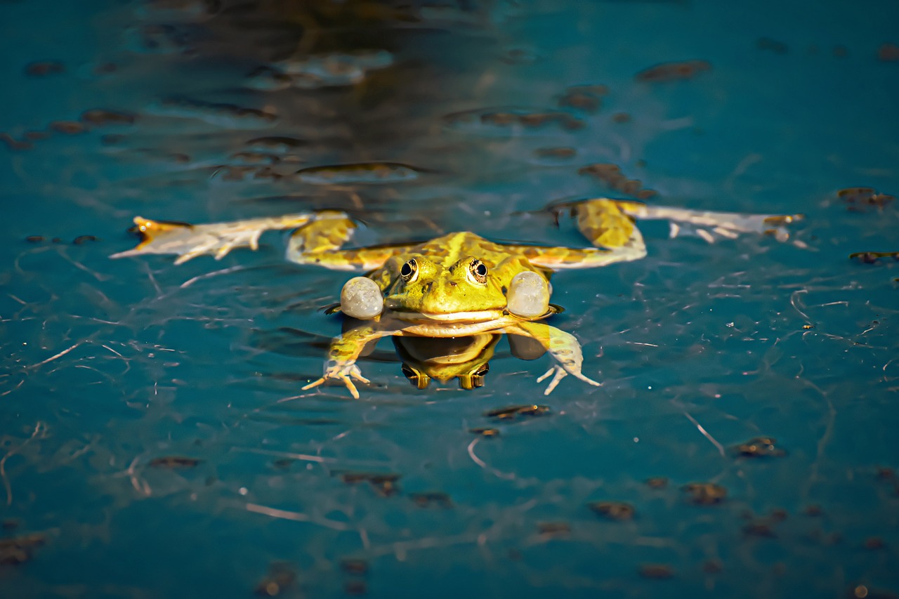 Can Frogs Bite? Risks, Prevention & Handling Tips