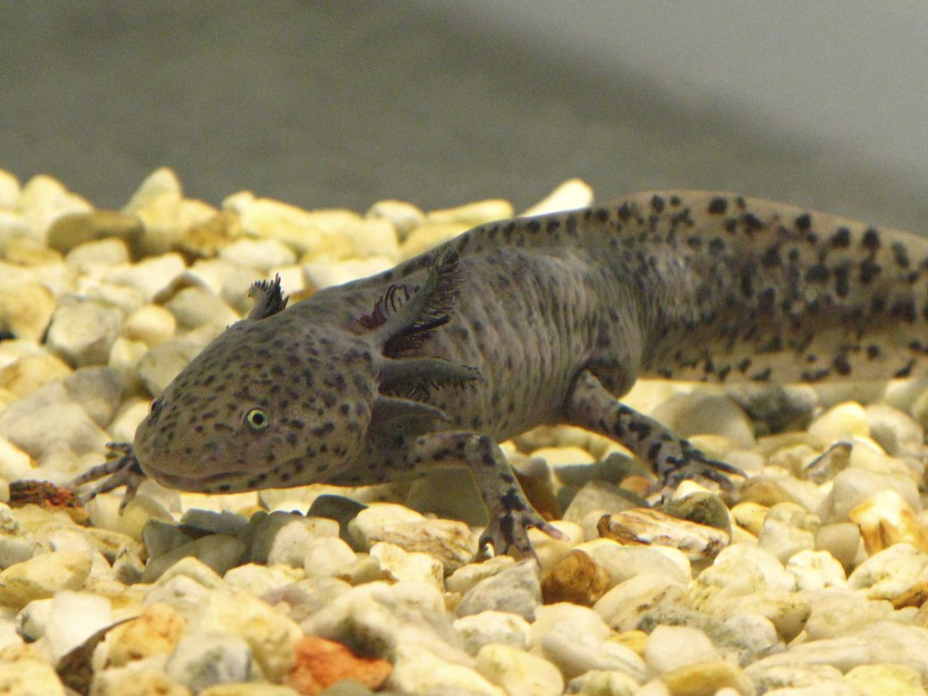 Are Axolotl Poisonous? Learn About Them Here