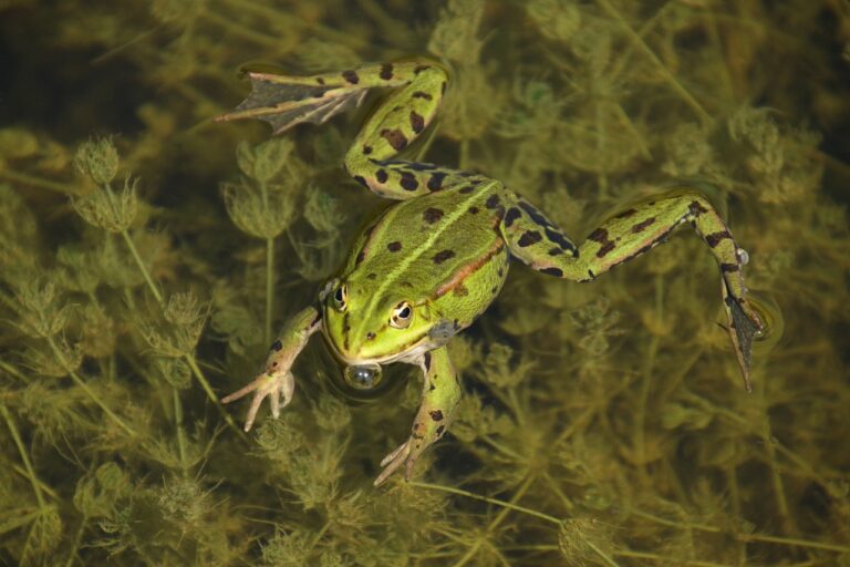 Can Frogs Bite? Risks, Prevention & Handling Tips