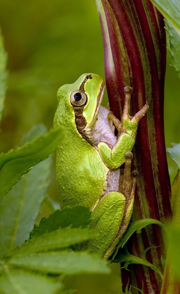Can Frogs Really Climb Walls - Understanding the Truth