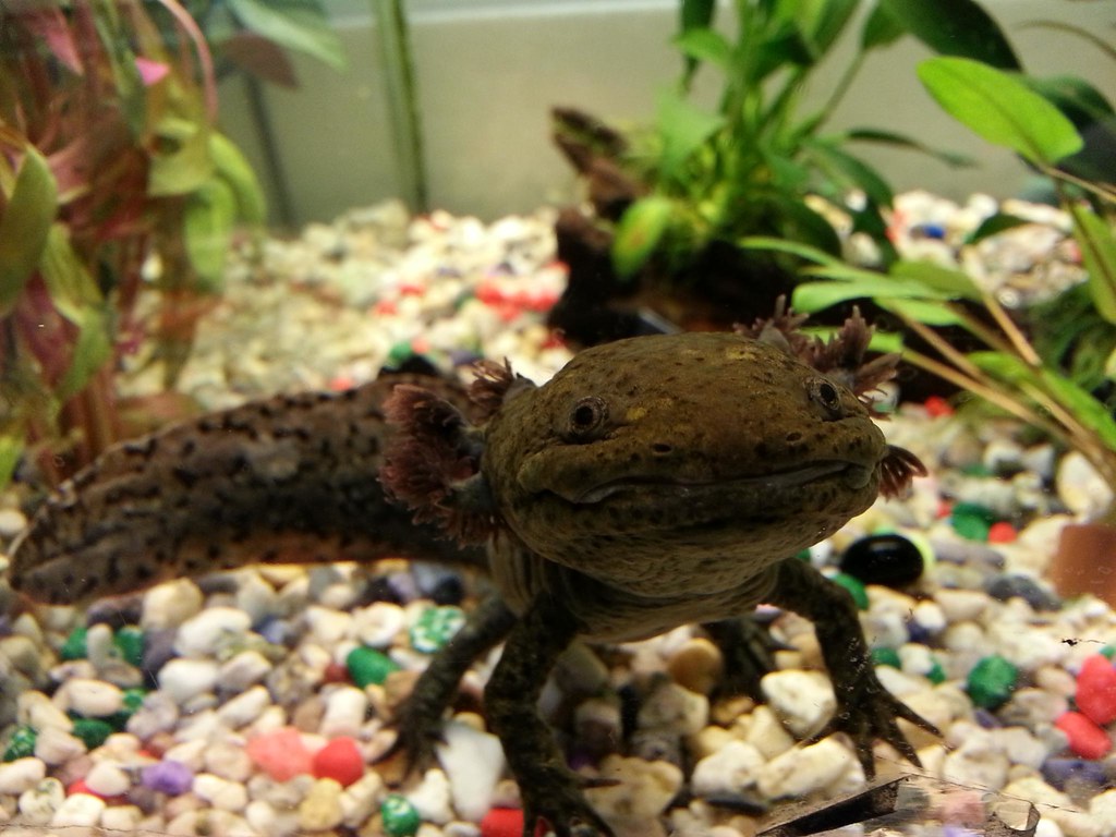 Are Axolotl Poisonous? Learn About Them Here