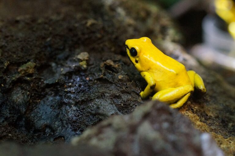 Can Frogs Bite? Risks, Prevention & Handling Tips