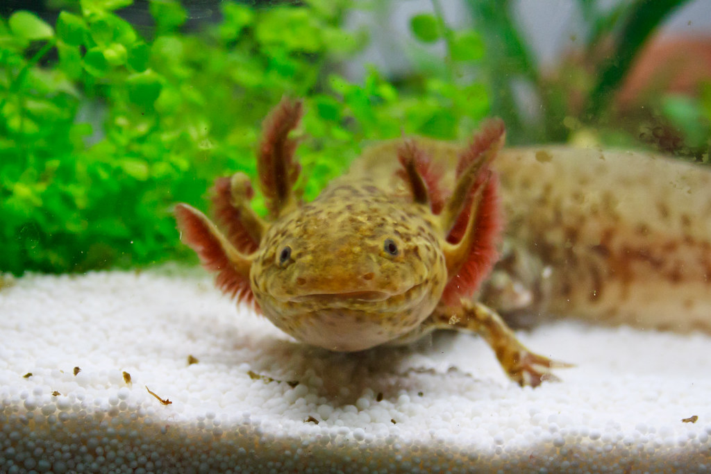 Are Axolotl Poisonous? Learn About Them Here