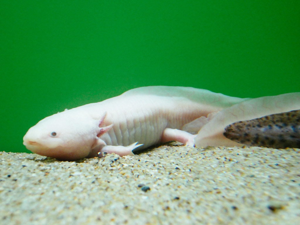 Are Axolotl Freshwater? Know More About Their Habitat