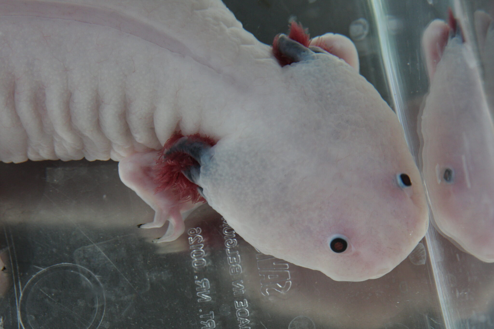 Are Axolotl Freshwater? Know More About Their Habitat