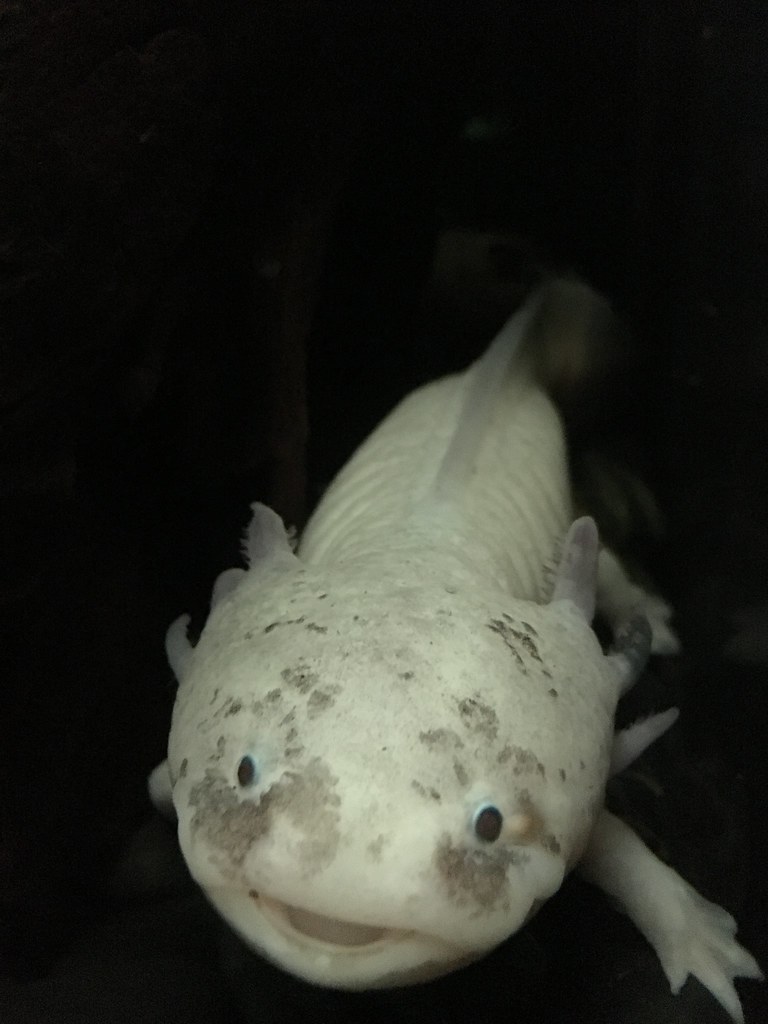 Are Axolotl Poisonous? Learn About Them Here