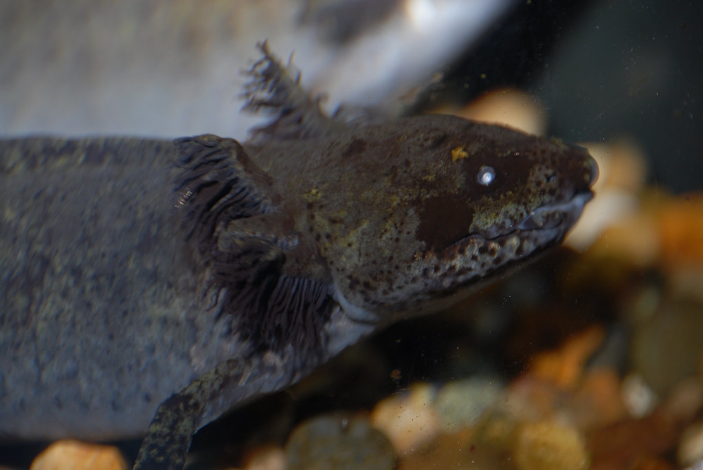 Are Axolotl Poisonous? Learn About Them Here