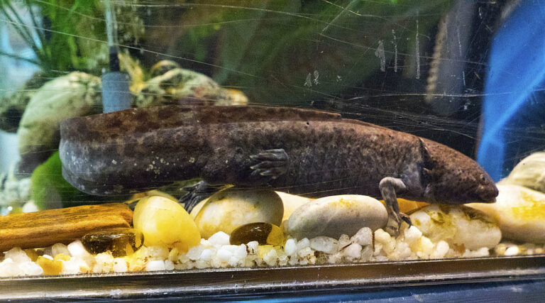 Are Axolotl Poisonous? Learn About Them Here