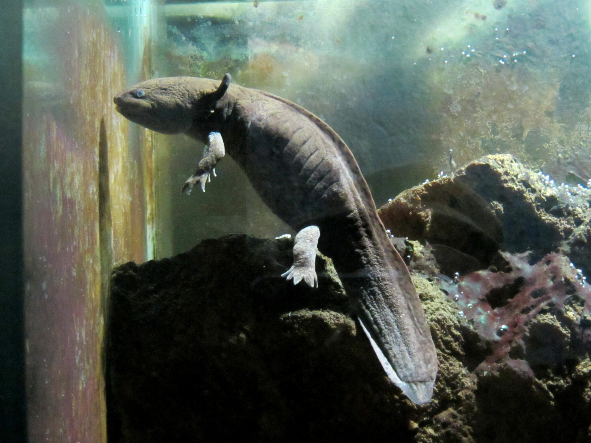 Are Axolotl Freshwater? Know More About Their Habitat