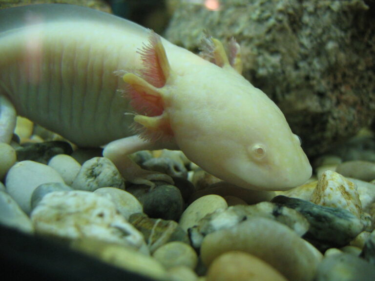 Are Axolotl Blind? Learn About Their Vision And Senses
