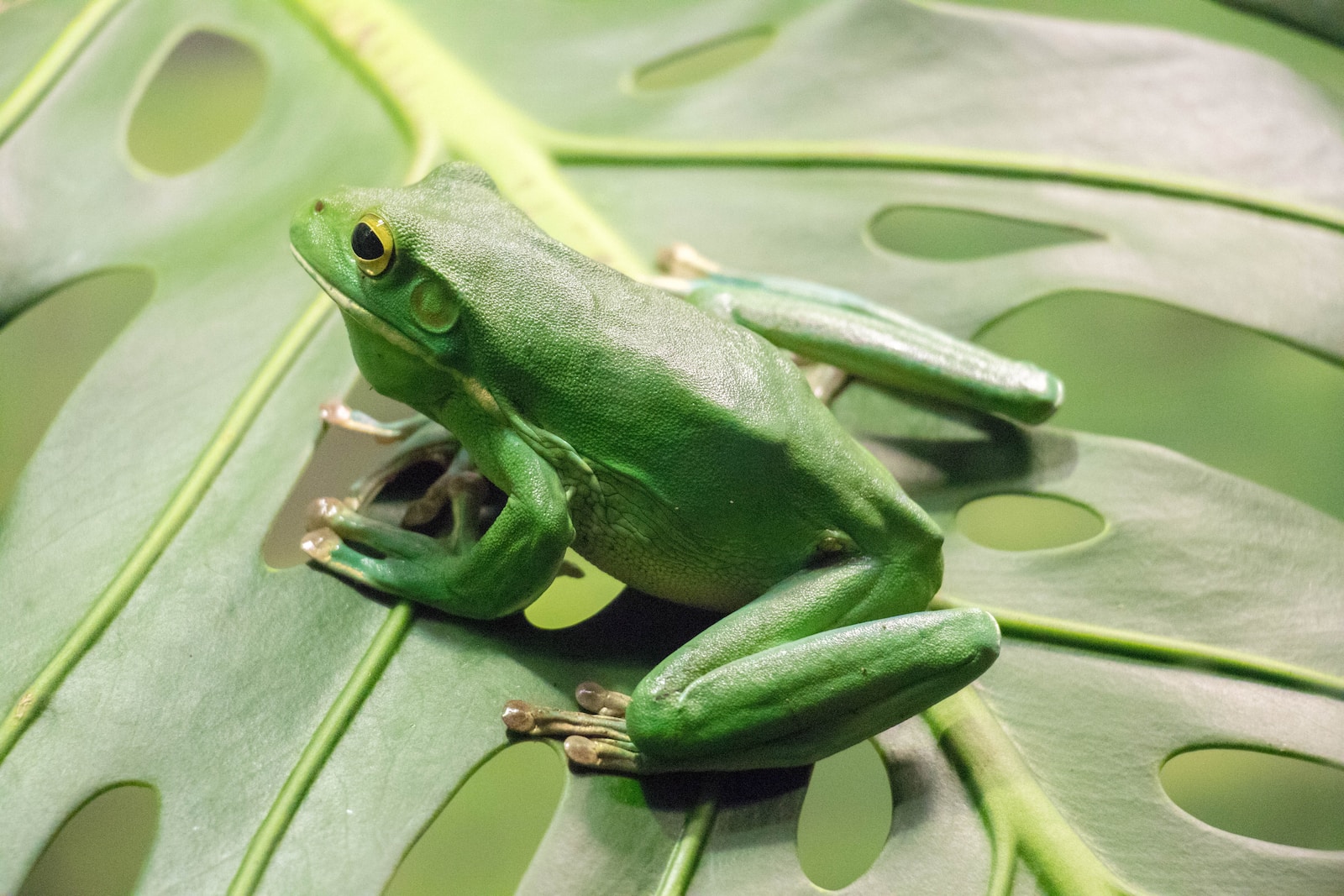 Can Frogs Really Climb Walls - Understanding the Truth