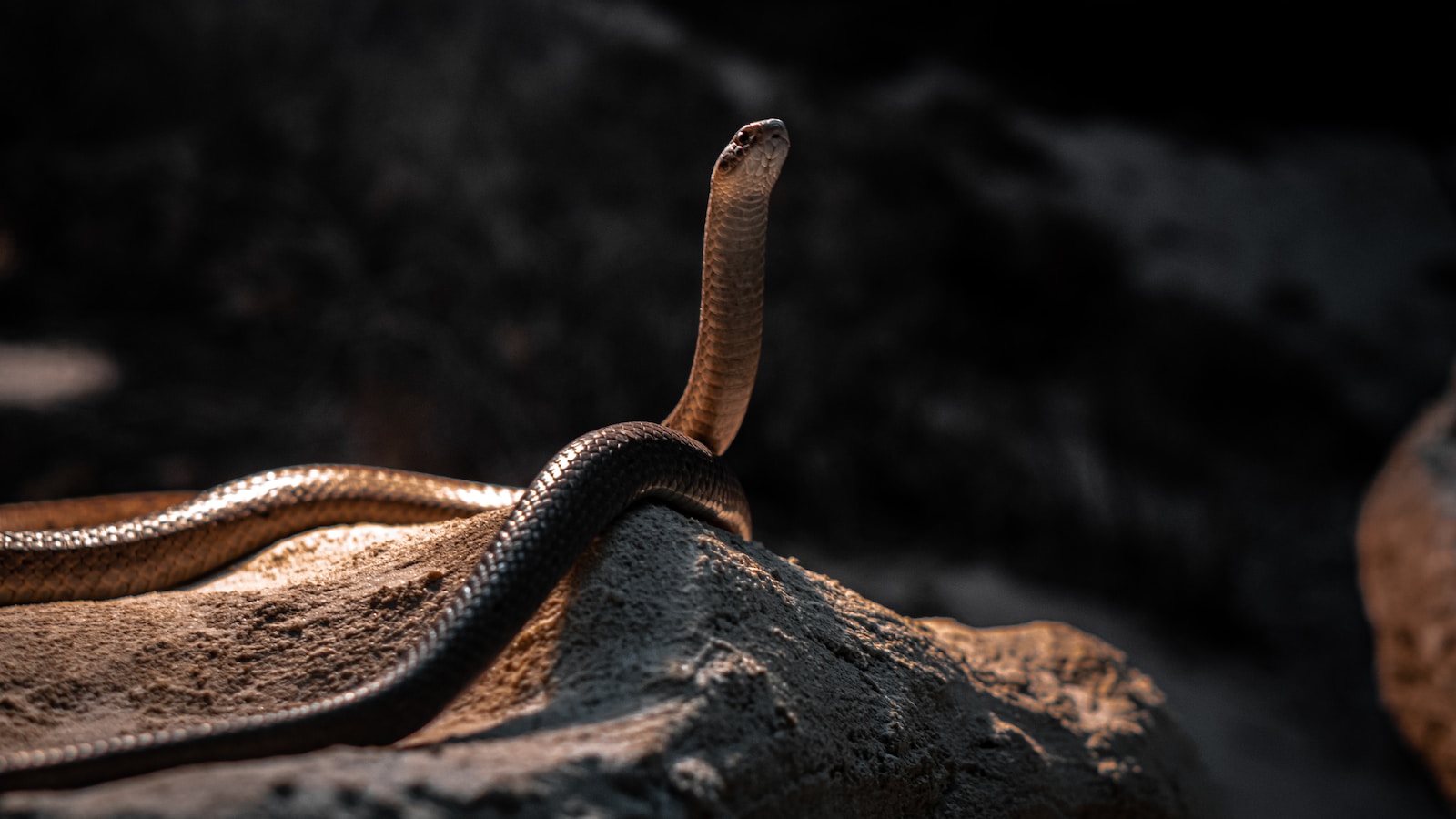 Can Snakes Eat Frogs? Find Out Here