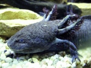 Male vs Female Axolotl: Discovering Physical Differences