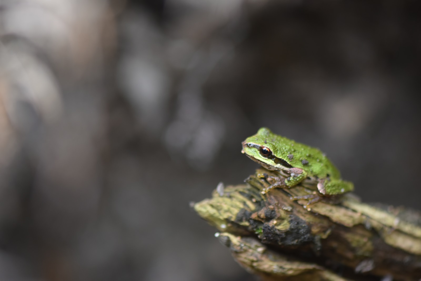 How Many Eyelids Do Frogs Have? Discovering More About Frogs