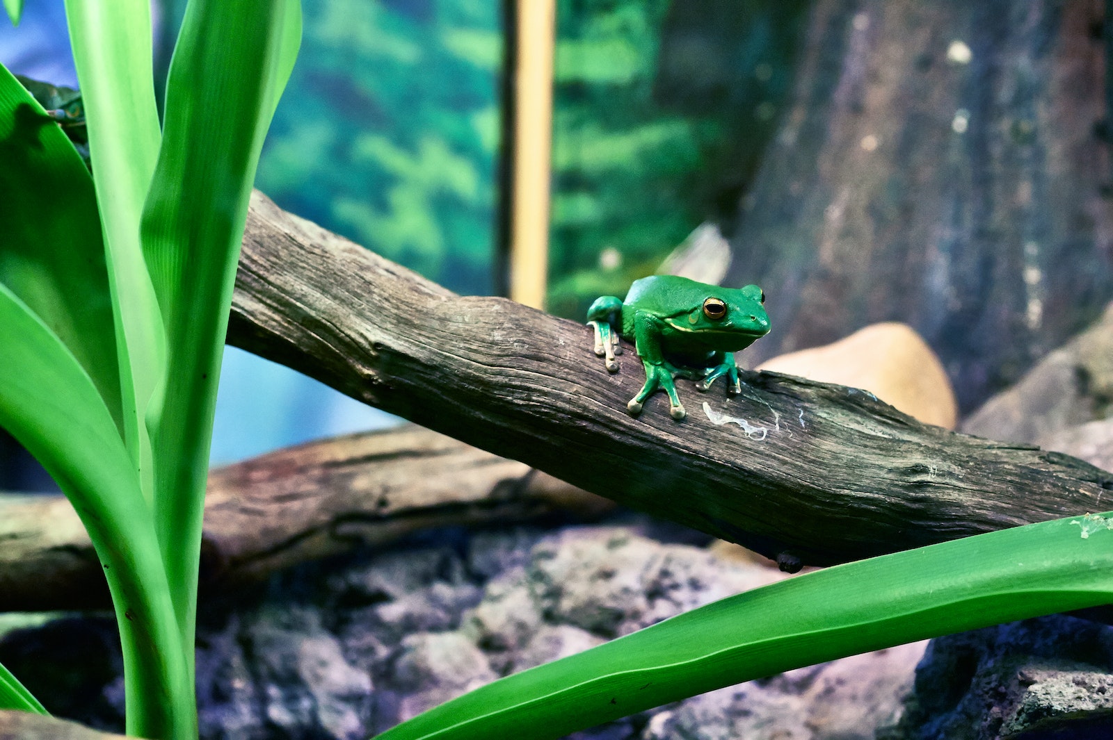 How Do Frogs Get in the House: Learn Our Prevention Tips