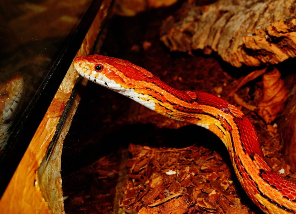Male vs Female Corn Snake: Differences and Care Tips