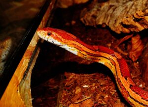 Male vs Female Corn Snake: Differences and Care Tips