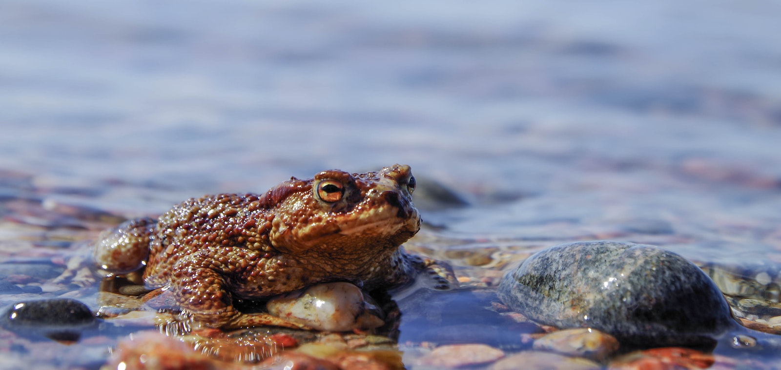 How Many Toes Does a Frog Have? Find Out Here