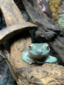 How to Tell if a Frog is Dying: Signs and Prevention Guide