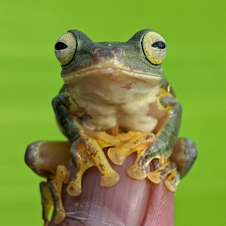 How Many Toes Does a Frog Have? Find Out Here