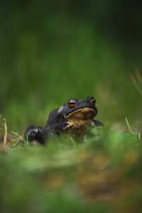 How to Tell if a Frog is Dying: Signs and Prevention Guide