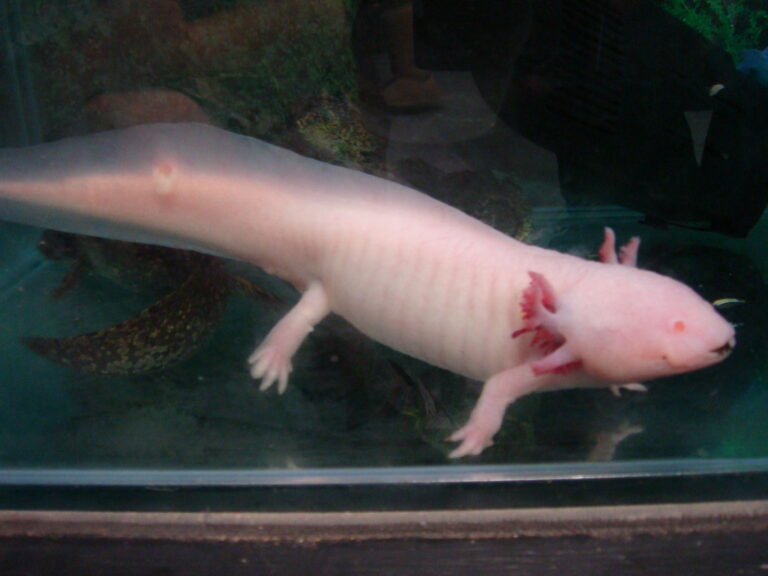 Male vs Female Axolotl: Discovering Physical Differences