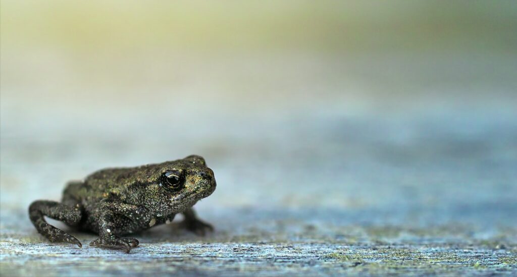 How Do Frogs Get in the House: Learn Our Prevention Tips
