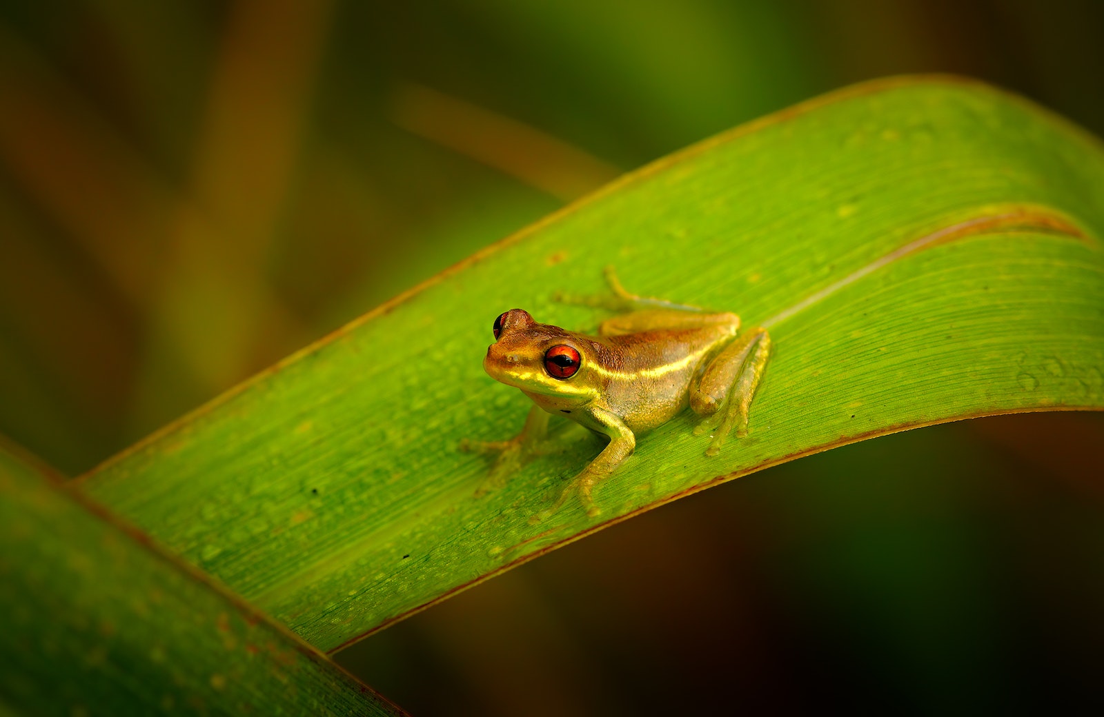 How to Tell if a Frog is Dying: Signs and Prevention Guide