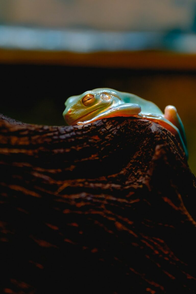 How to Tell if a Frog is Dying: Signs and Prevention Guide
