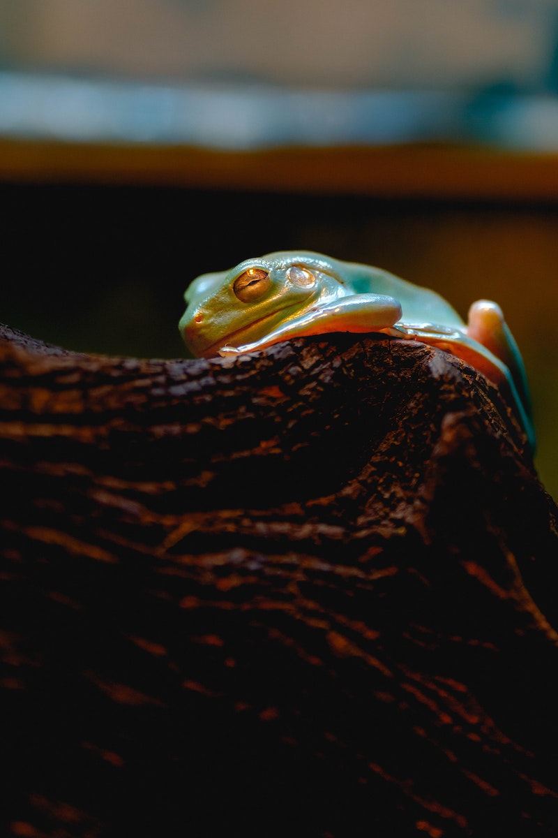 How to Tell if a Frog is Dying: Signs and Prevention Guide