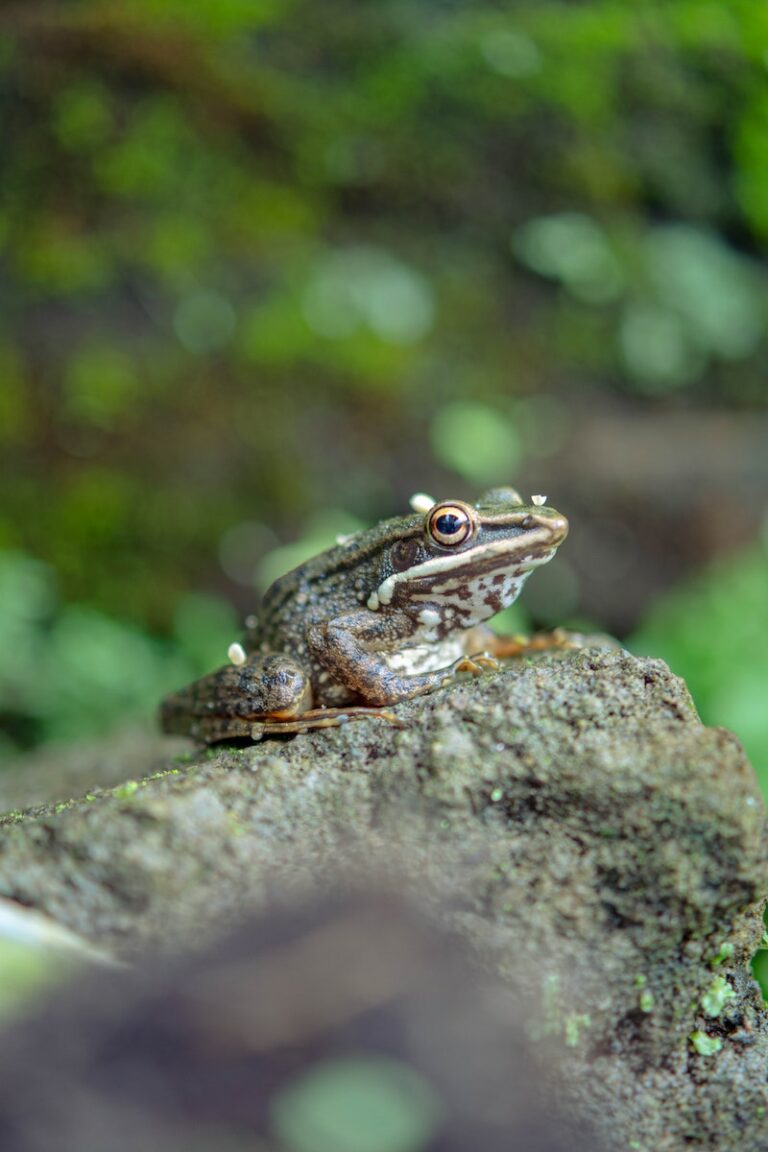How Many Toes Does a Frog Have? Find Out Here