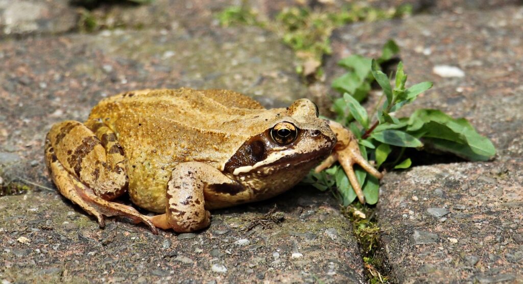 How to Drain a Bloated Frog: Treatment and Prevention Guide