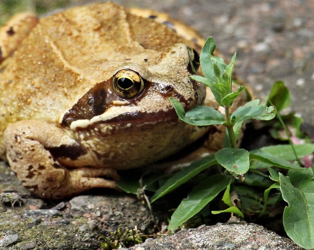 How to Drain a Bloated Frog: Treatment and Prevention Guide