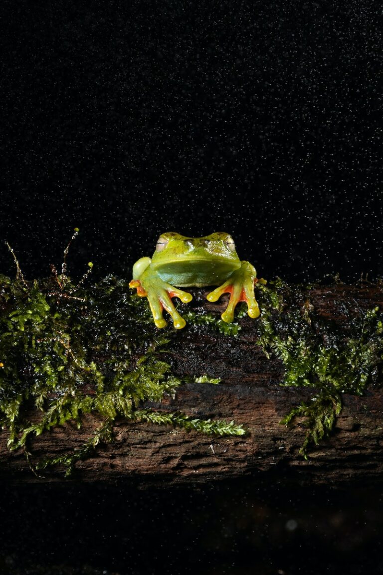 How Many Toes Does a Frog Have? Find Out Here