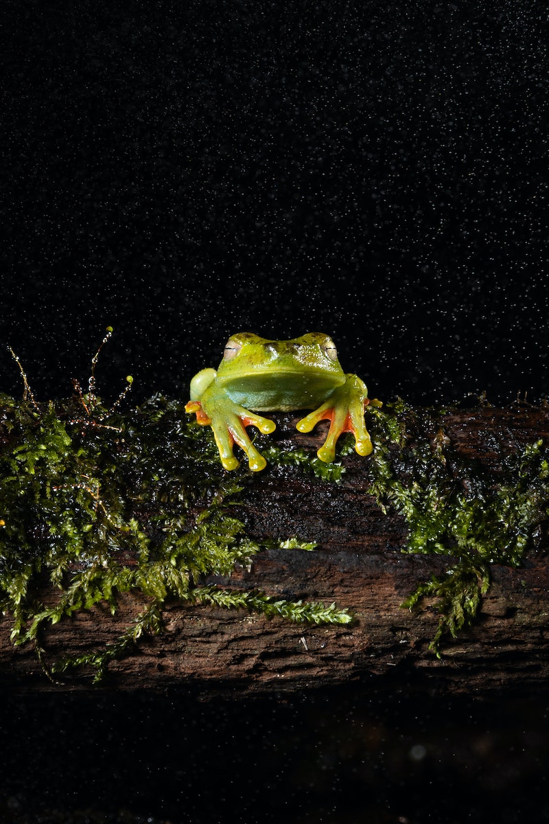 How Many Toes Does a Frog Have? Find Out Here