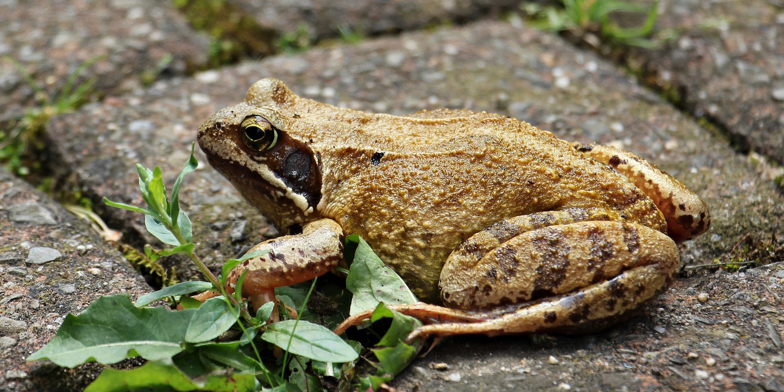 How Do Frogs Get in the House: Learn Our Prevention Tips