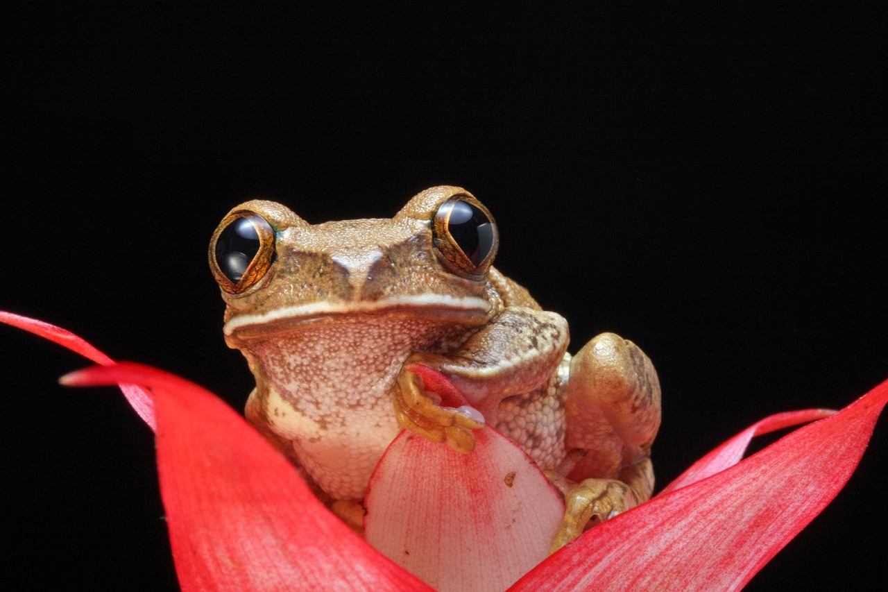How to Drain a Bloated Frog: Treatment and Prevention Guide