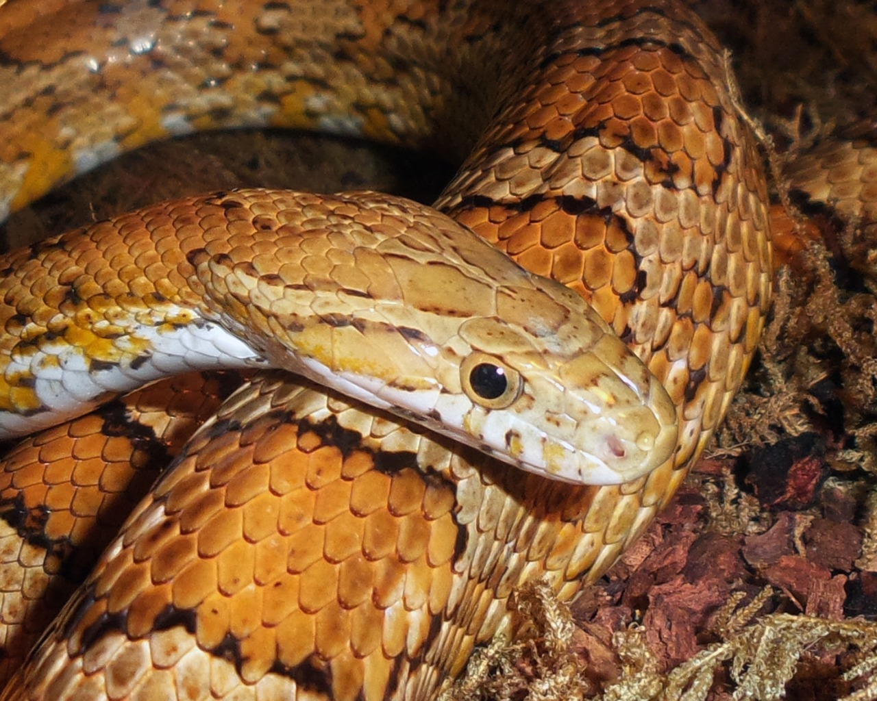 Milk Snake vs Corn Snake: A Detailed Comparison